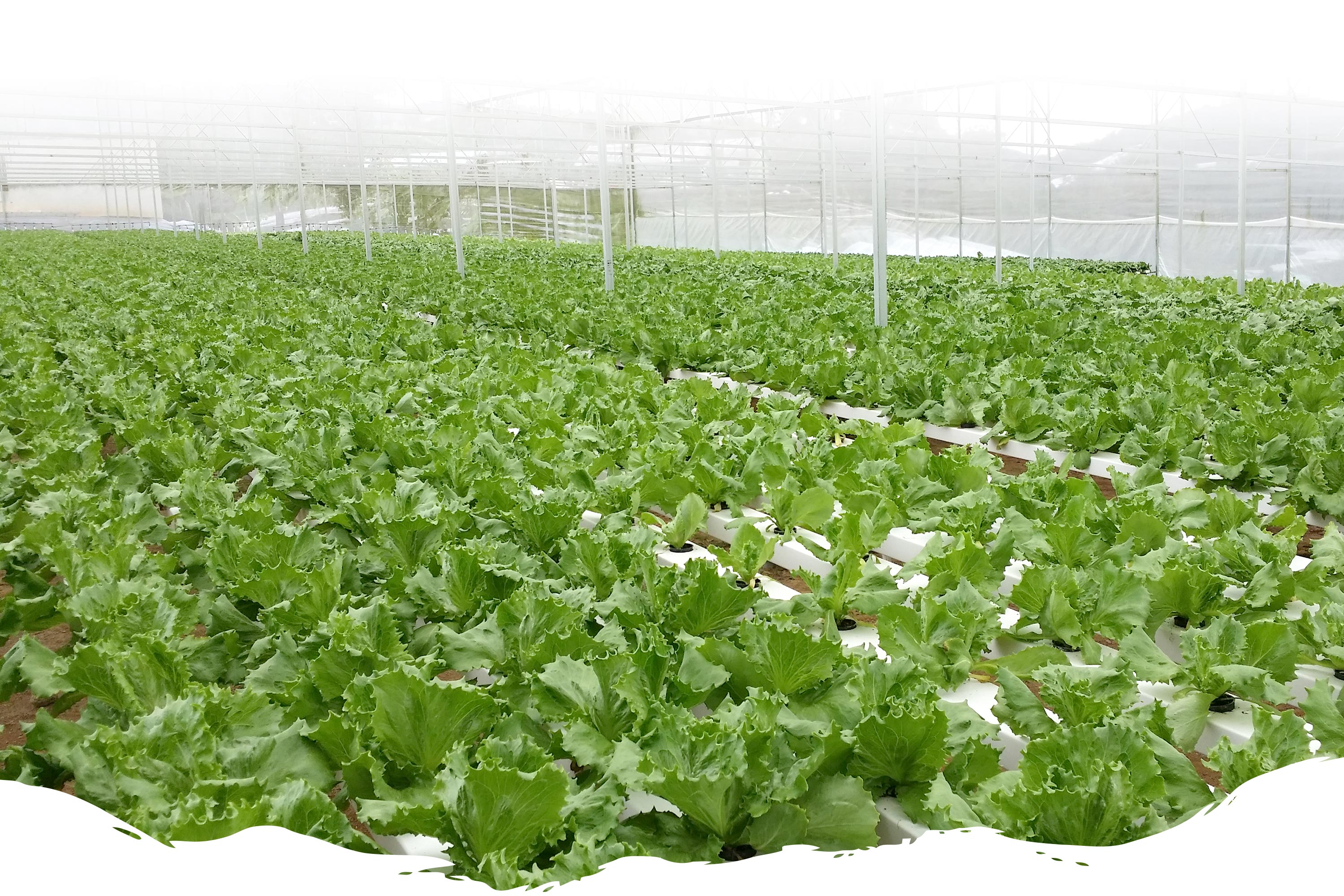 Hock Guan Fresh Supply (M) Sdn Bhd | Fresh Produce. Specialty Foods.